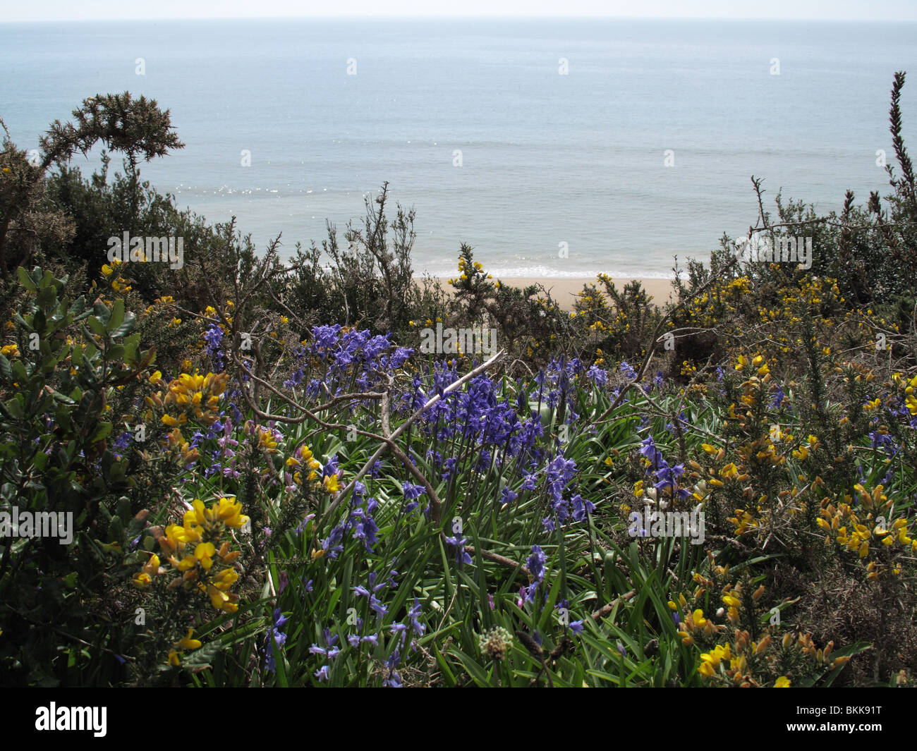 Coastal flowers hi-res stock photography and images - Alamy