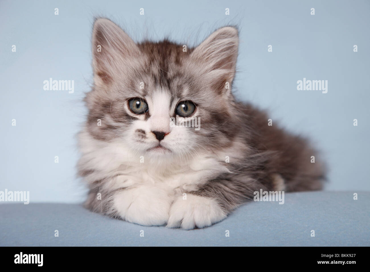 liegende Sibirische Katze / lying Siberian Cat Stock Photo - Alamy