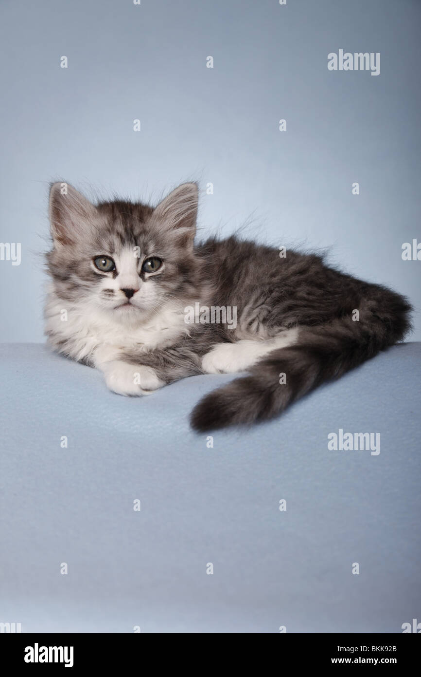 liegende Sibirische Katze / lying Siberian Cat Stock Photo - Alamy