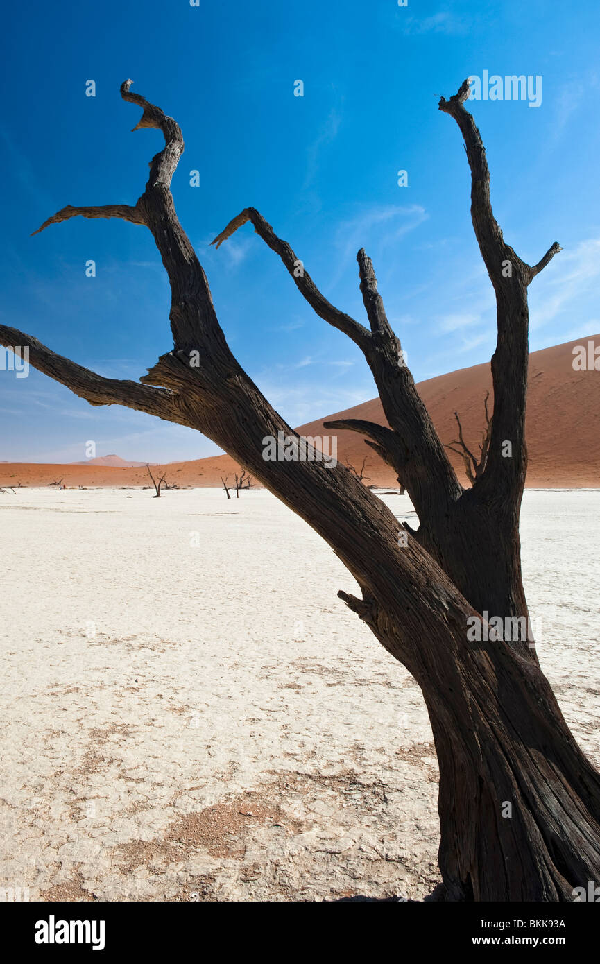 Dead Camel Thorn Trees in Deadvlei, Sossusvlei, Namibia Stock Photo - Alamy
