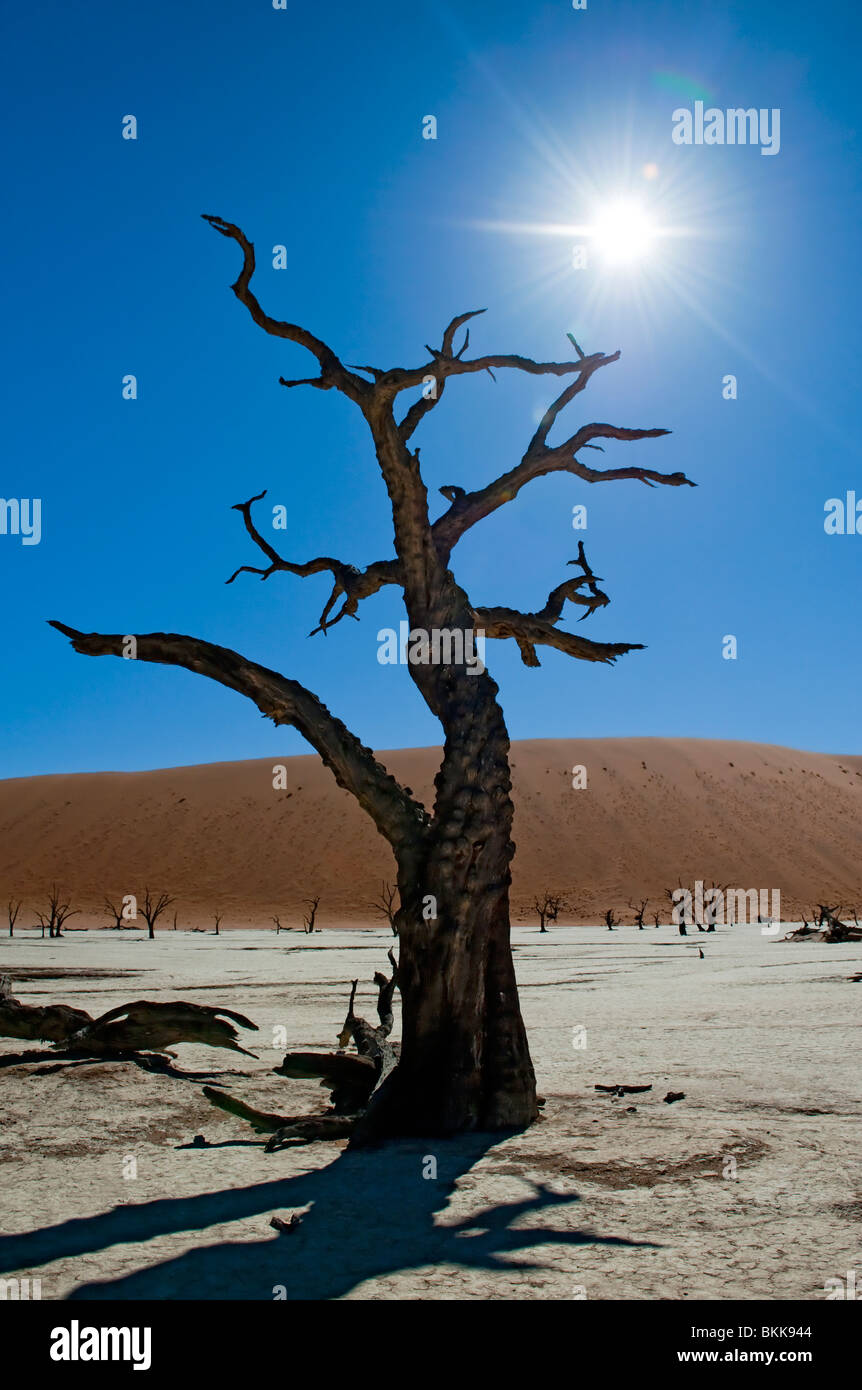Camel Thorn Tree Silhouette in Deadvlei, Sossusvlei, Namibia Stock ...