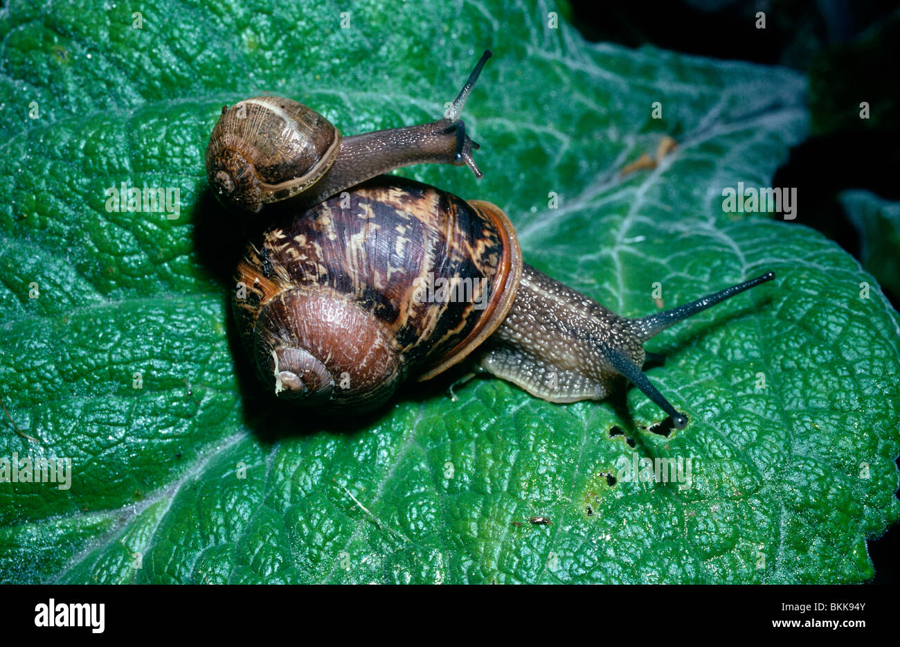 Helicidae helix aspersa hi-res stock photography and images - Alamy