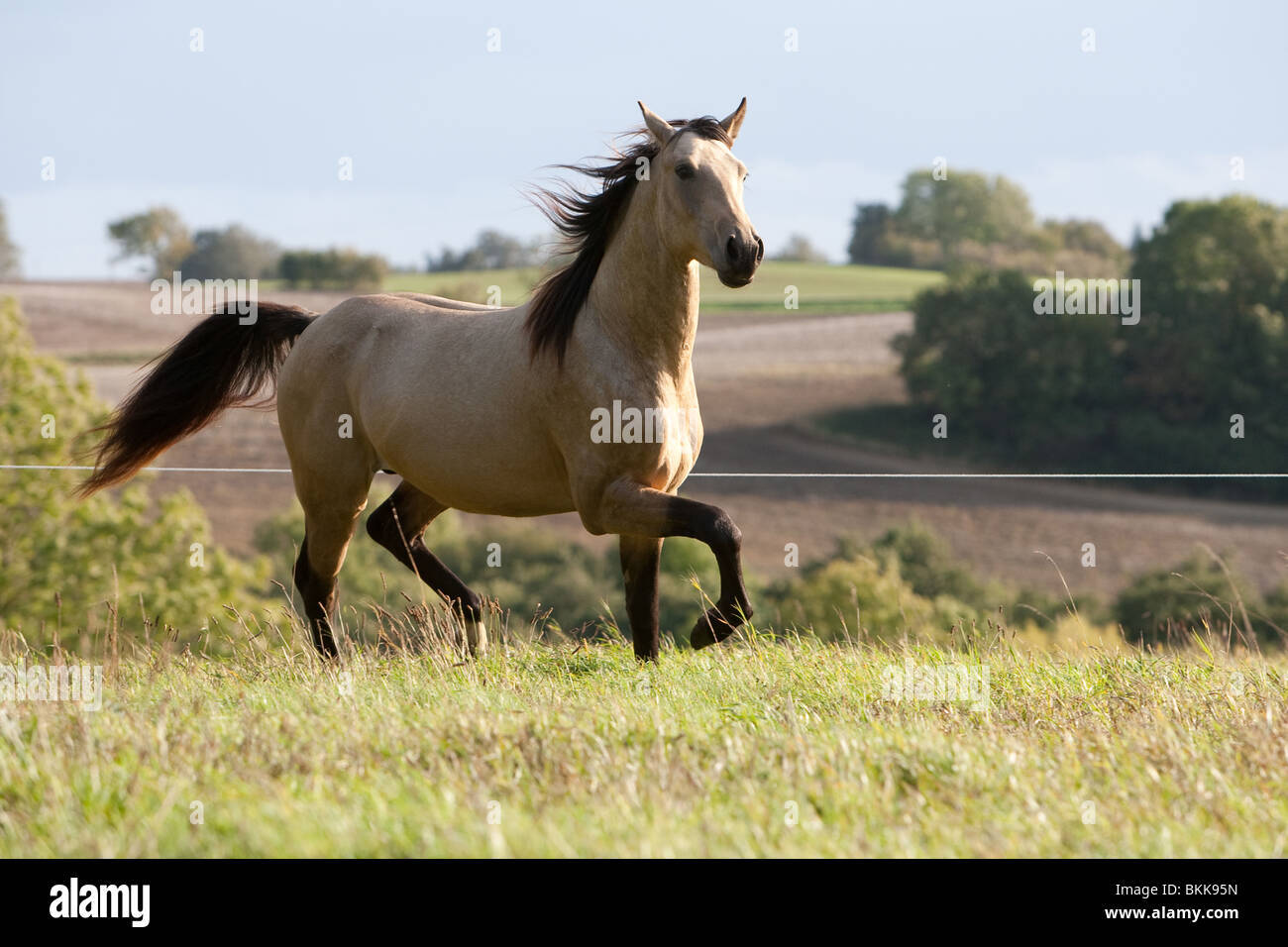 Quarab Horse stallion Stock Photo - Alamy