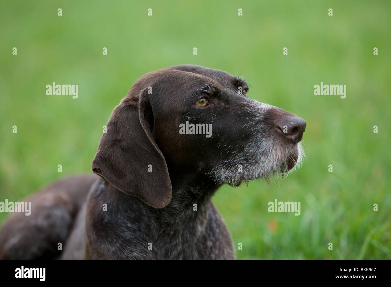 German wirehaired Pointer Portrait Stock Photo - Alamy