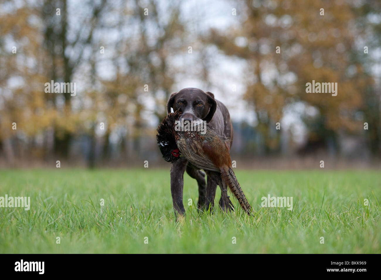 German wirehaired Pointer with pheasant Stock Photo - Alamy
