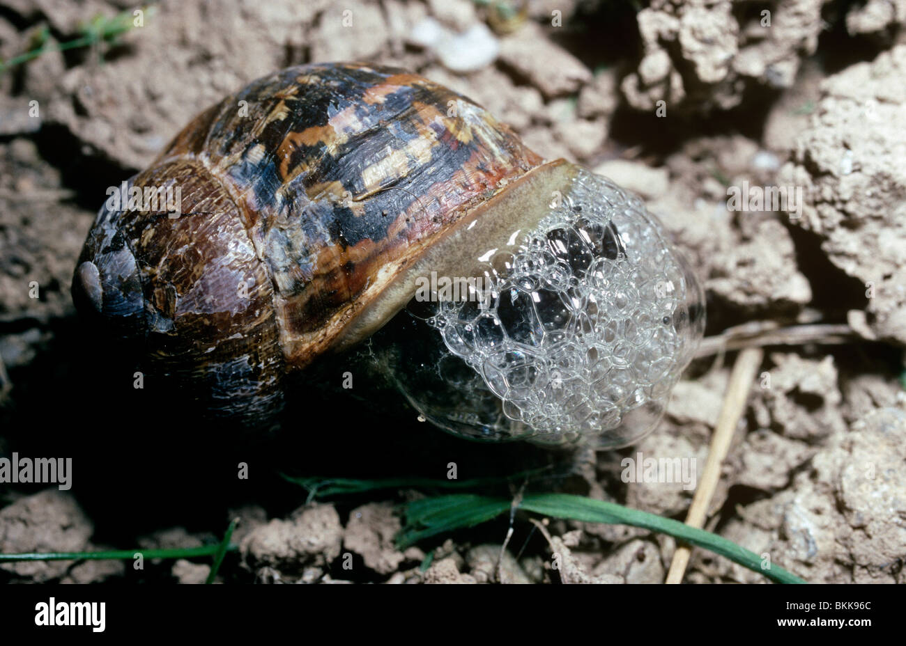 Common snail garden helix hi-res stock photography and images - Alamy