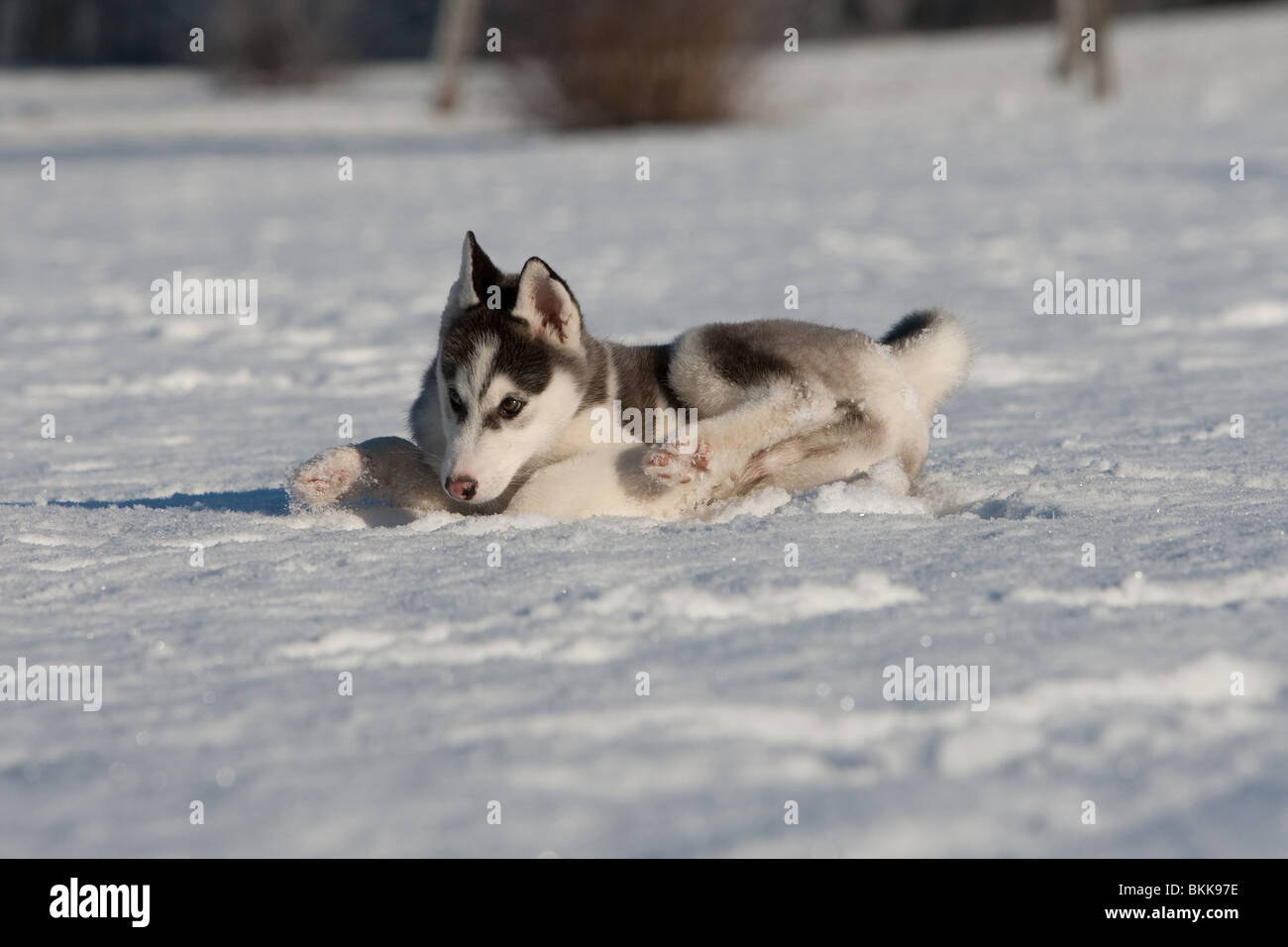 Husky Puppy in snow Stock Photo - Alamy