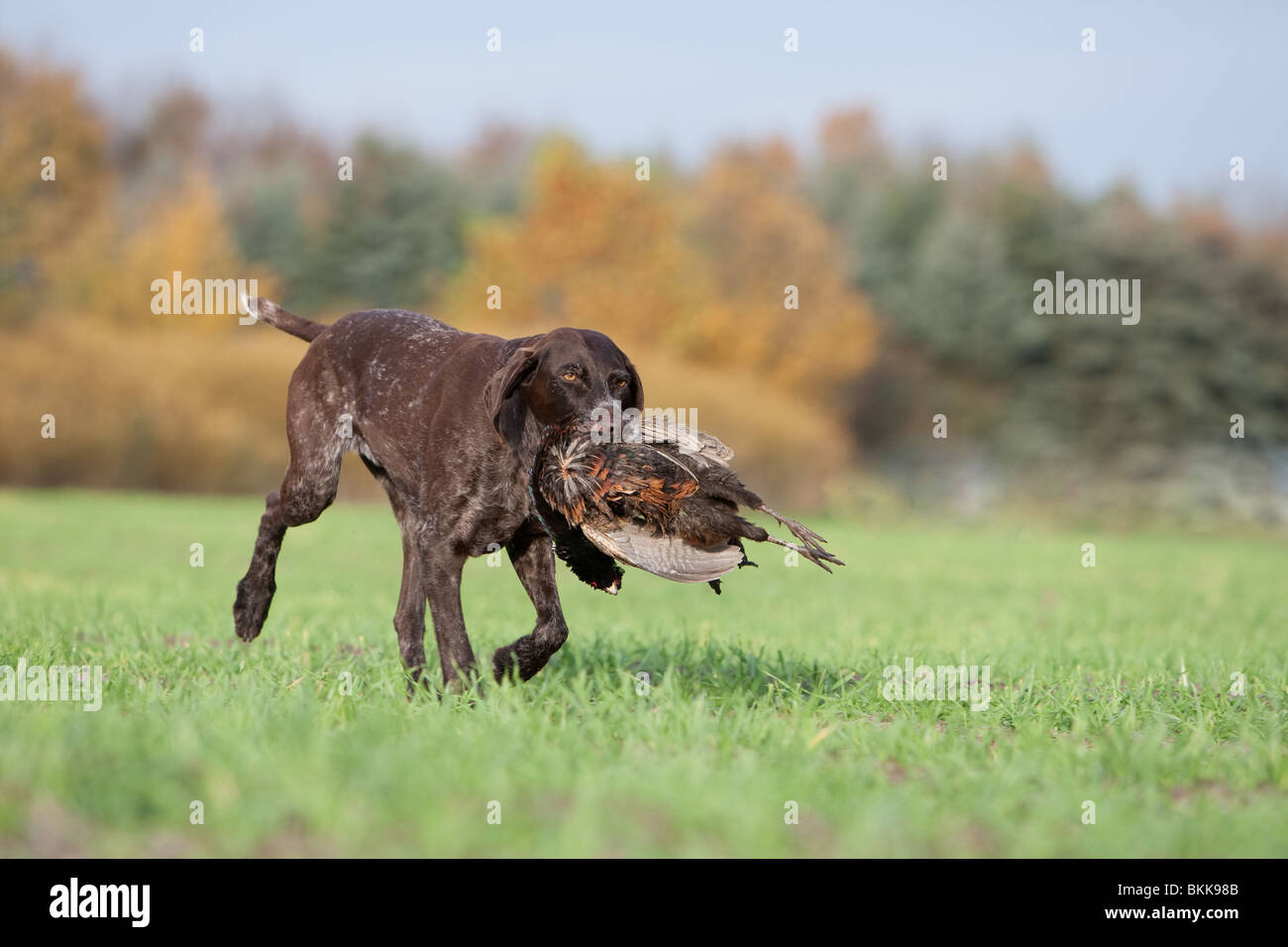 German wirehaired Pointer with pheasant Stock Photo - Alamy