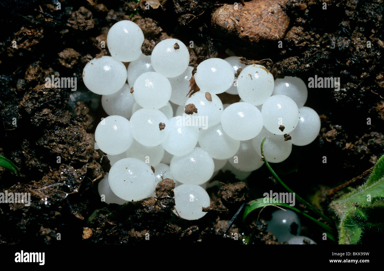 Garden snail eggs uk hi-res stock photography and images - Alamy