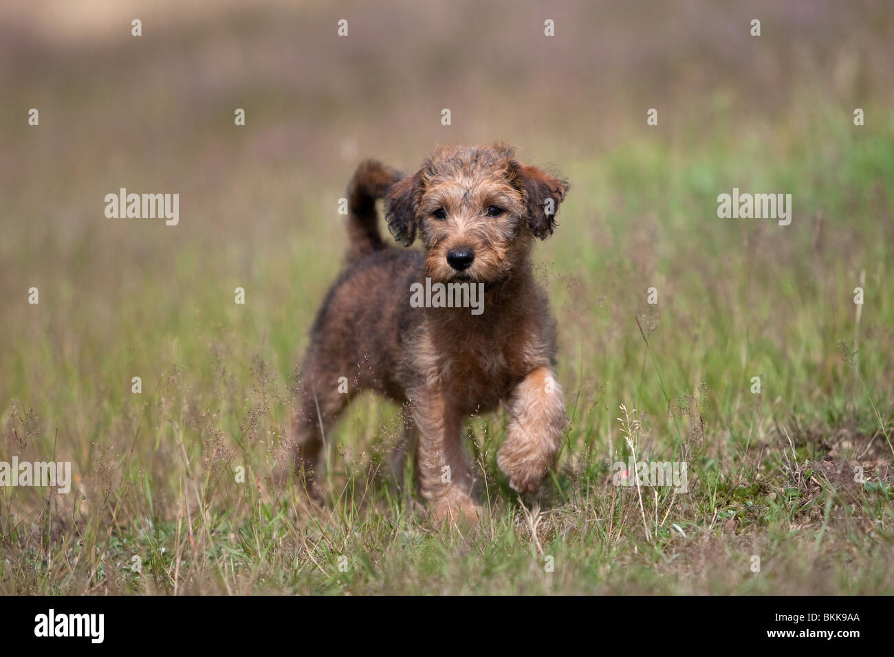 Baby irish terrier hi-res stock photography and images - Alamy