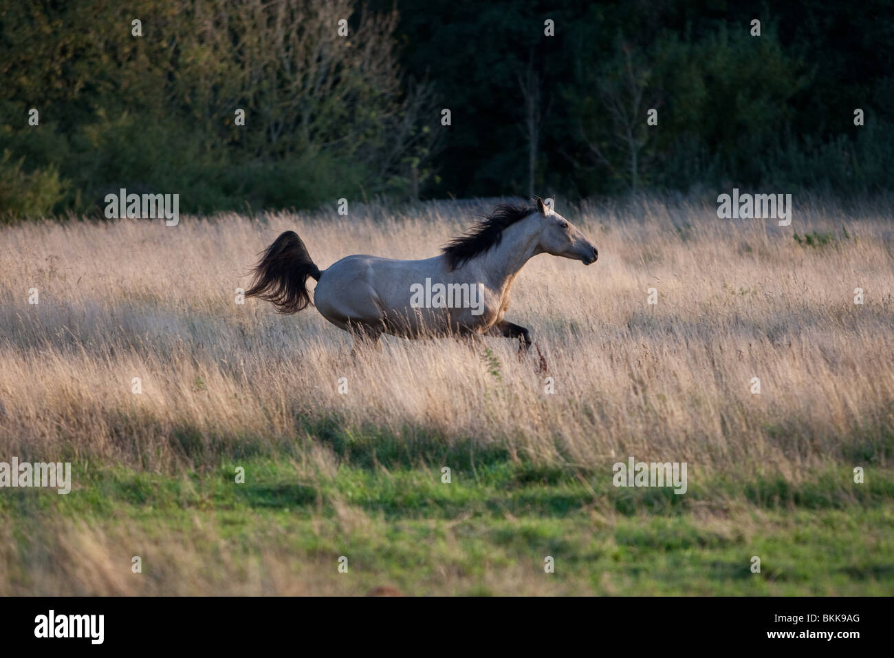 Quarab Horse stallion Stock Photo - Alamy