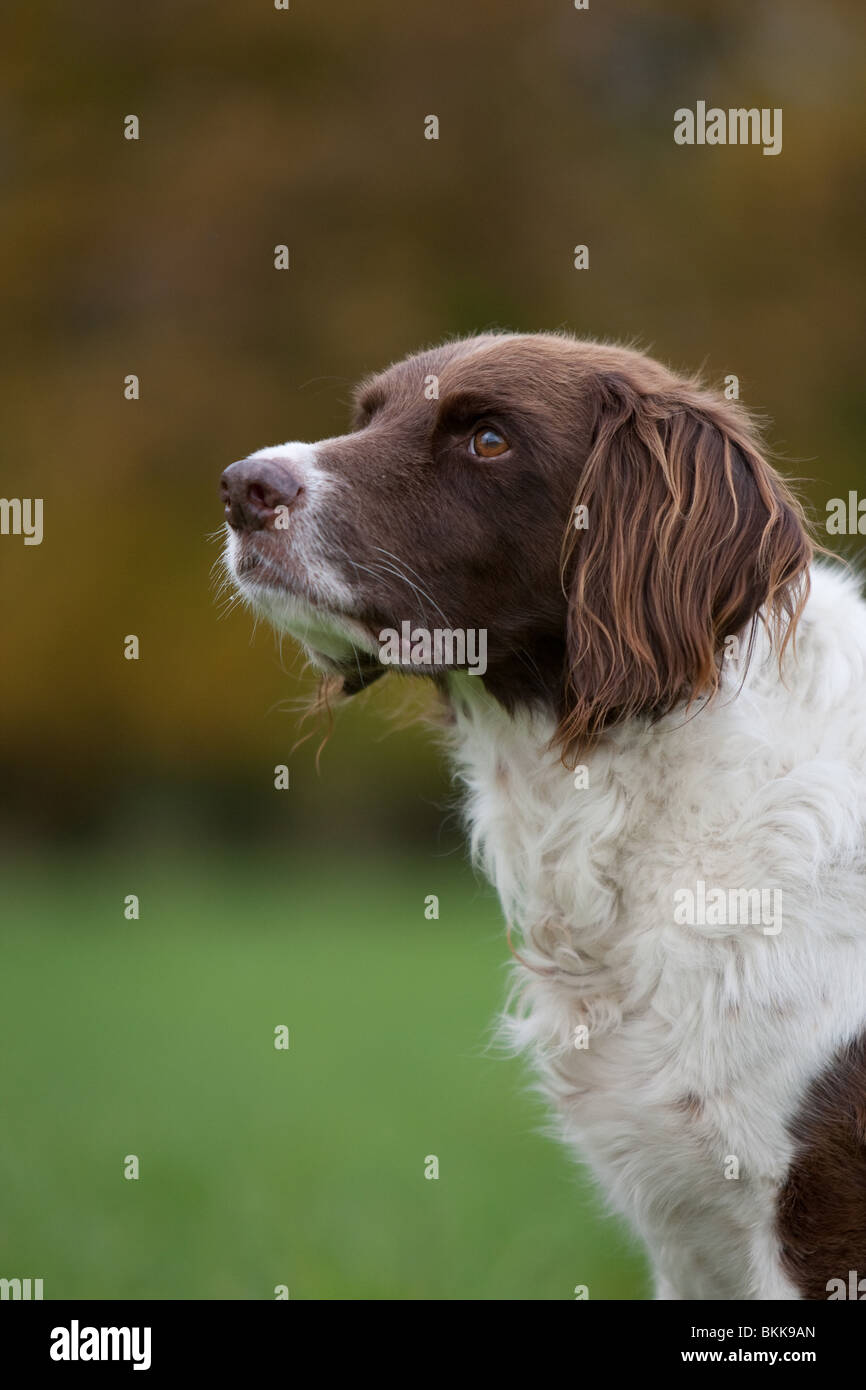 Small Munsterlander Dog High Resolution Stock Photography and Images ...
