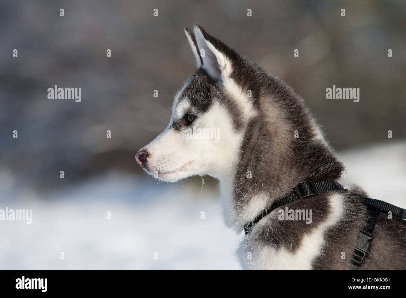 Siberian Husky Puppy Portrait Stock Photo - Alamy