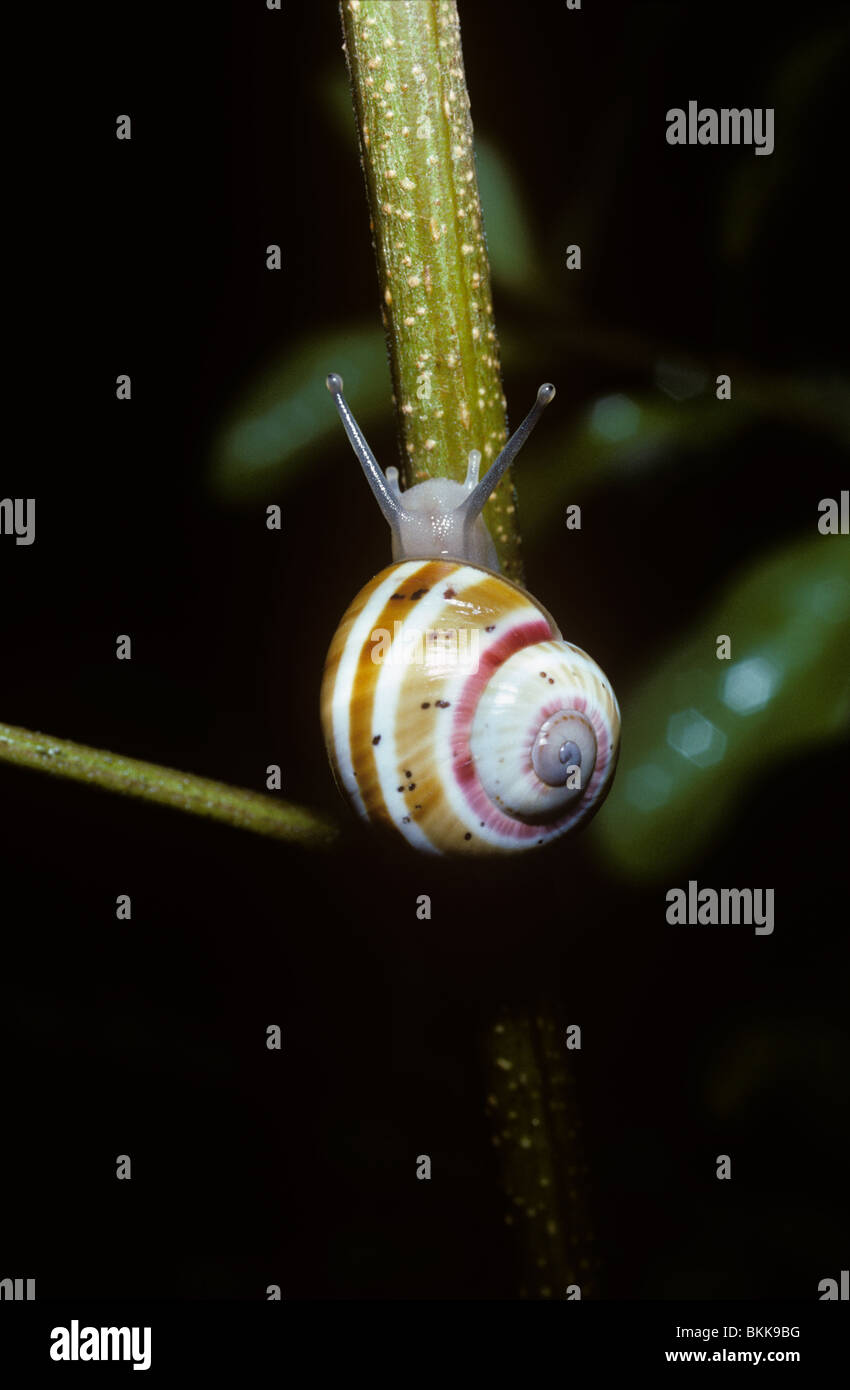 Polymita sp hi-res stock photography and images - Alamy