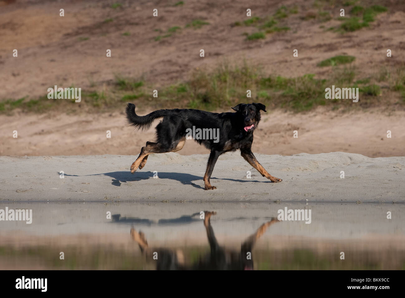 Beauceron tongue hi-res stock photography and images - Alamy