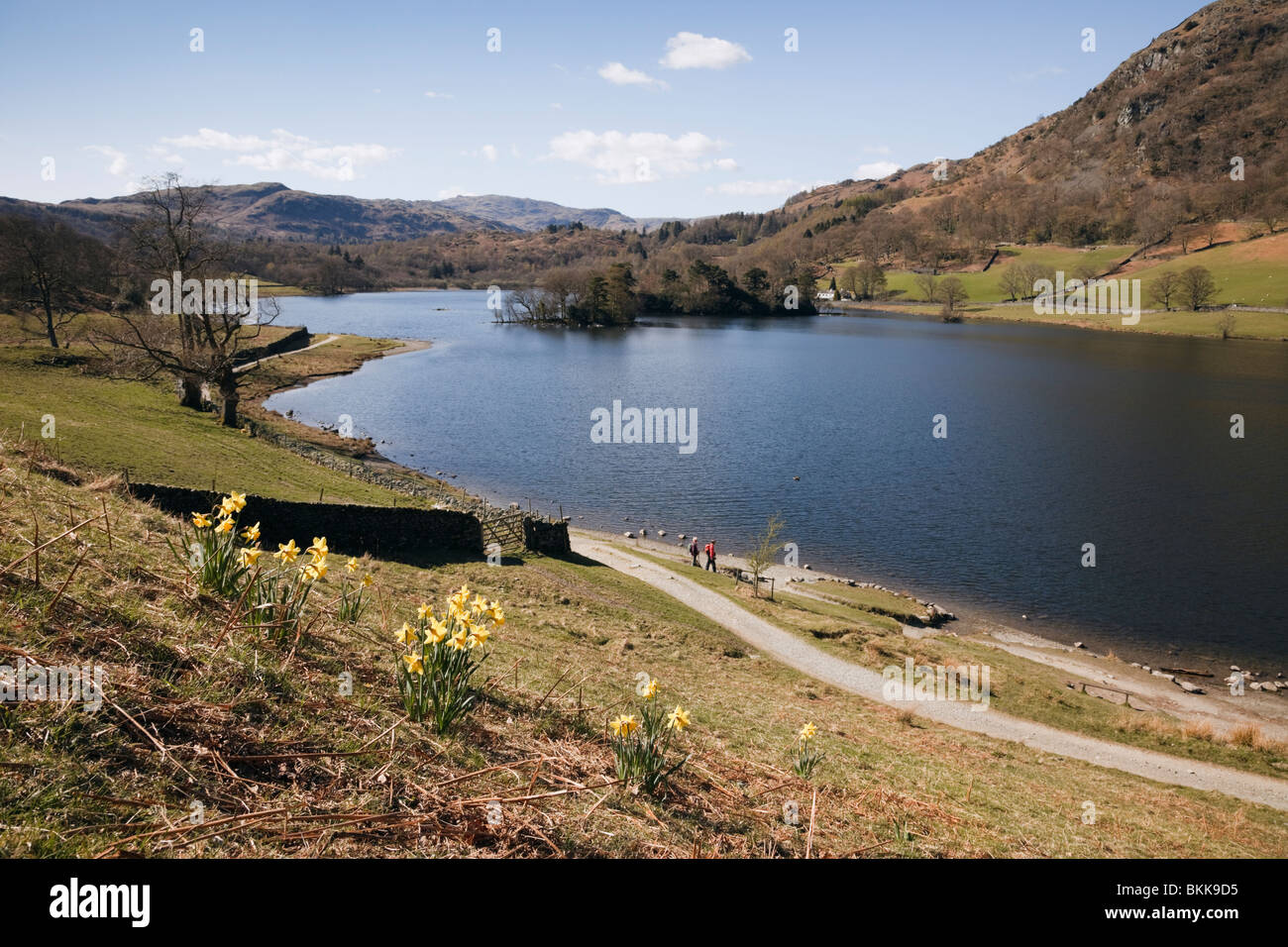 Rydal, Cumbria, England, UK. Yellow Daffodil flowers above Rydal Water ...
