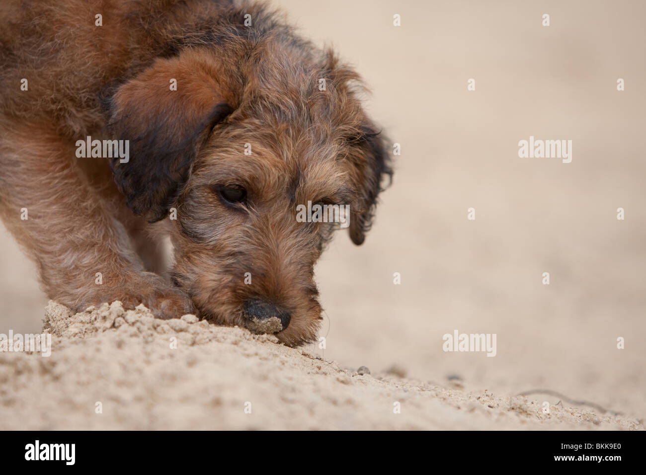 Baby irish terrier hi-res stock photography and images - Alamy