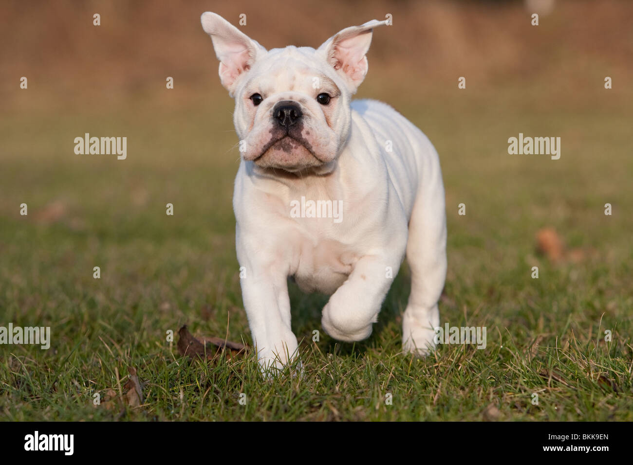 running English Bulldog Stock Photo - Alamy