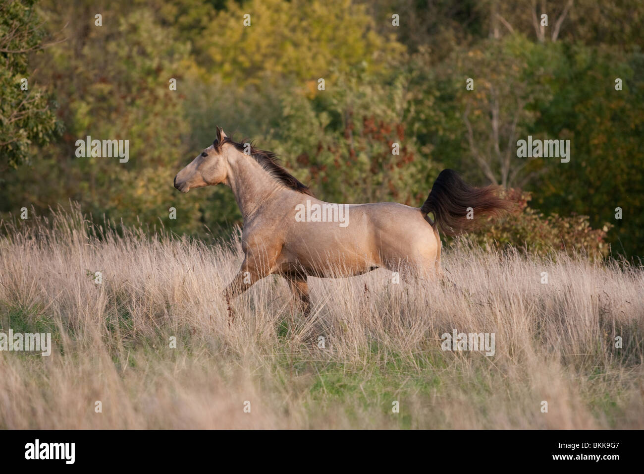 Quarab Horse stallion Stock Photo - Alamy