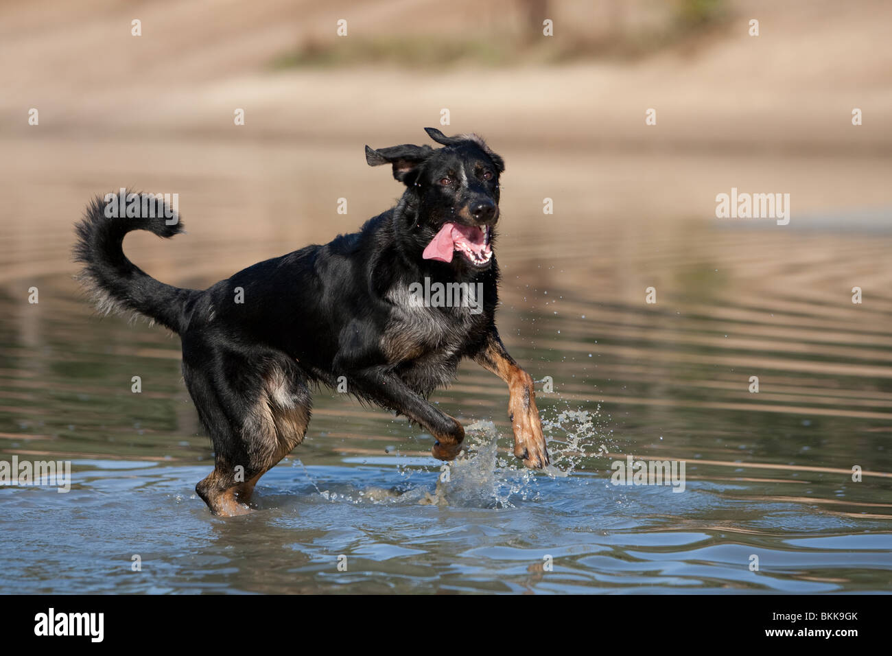Beauceron tongue hi-res stock photography and images - Alamy