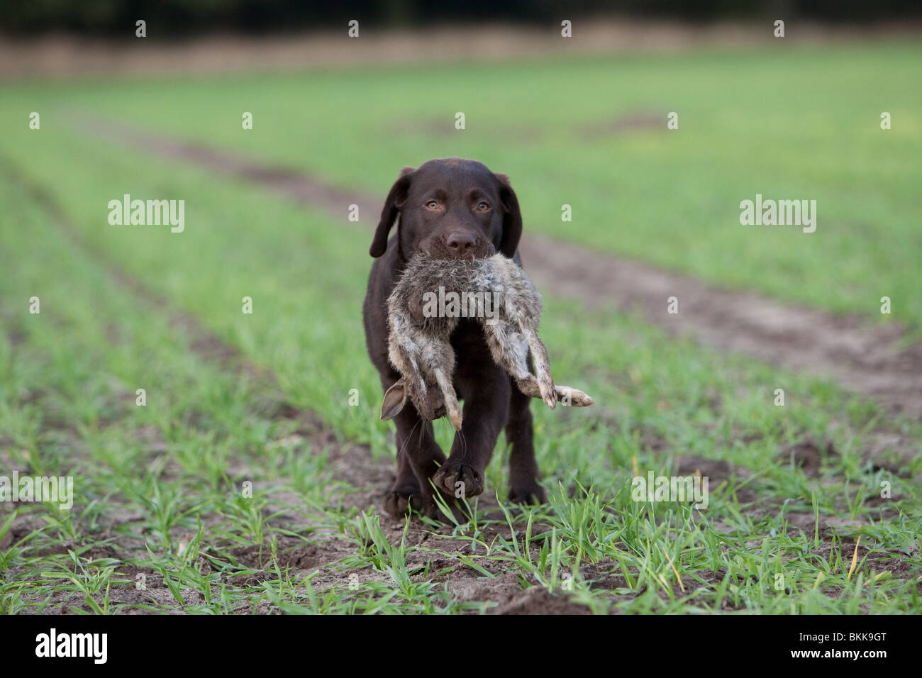 young Labrador Retriever with bunny Stock Photo - Alamy