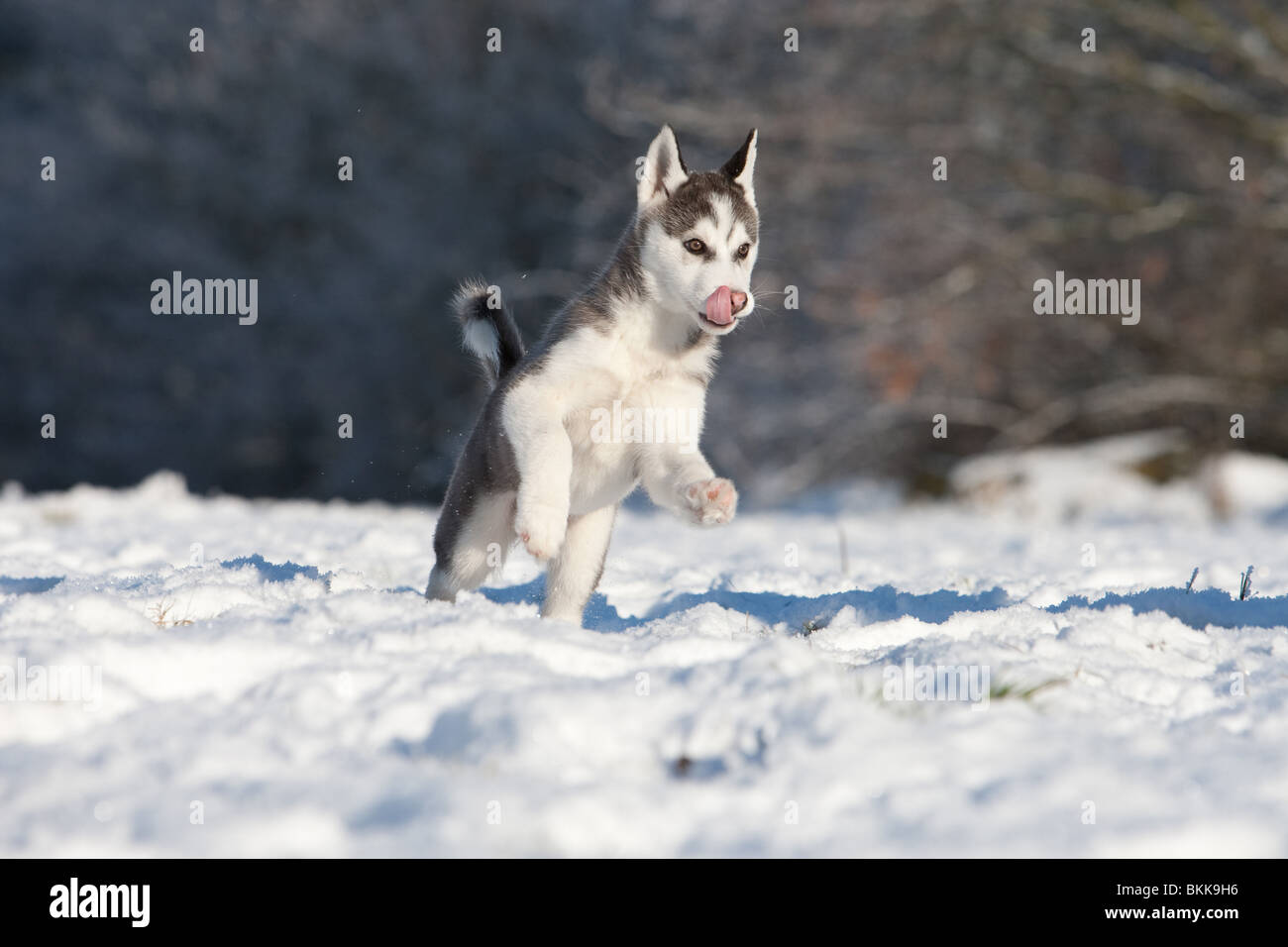running Husky Puppy Stock Photo - Alamy