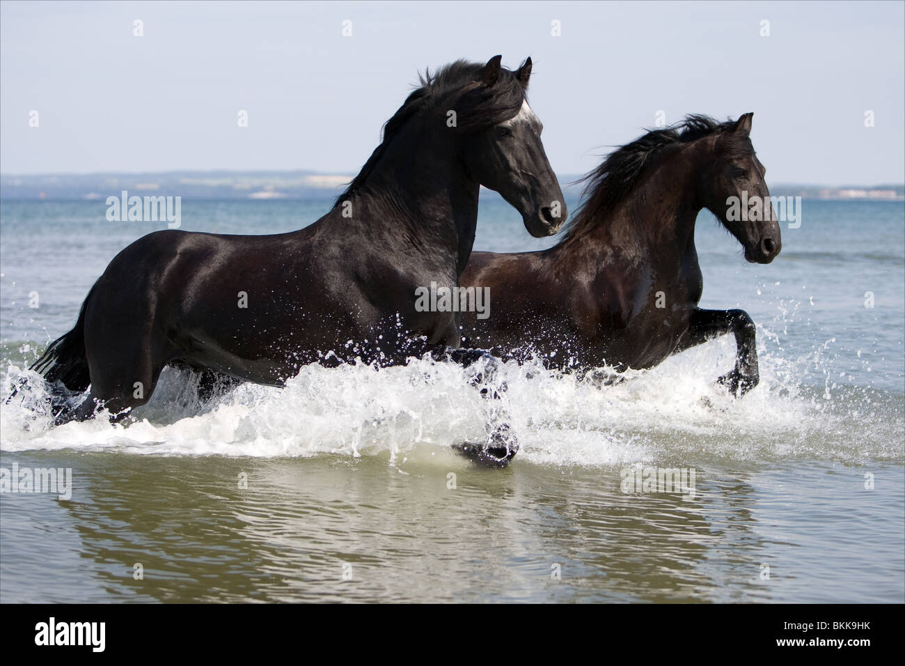 Friesians in the ocean Stock Photo - Alamy