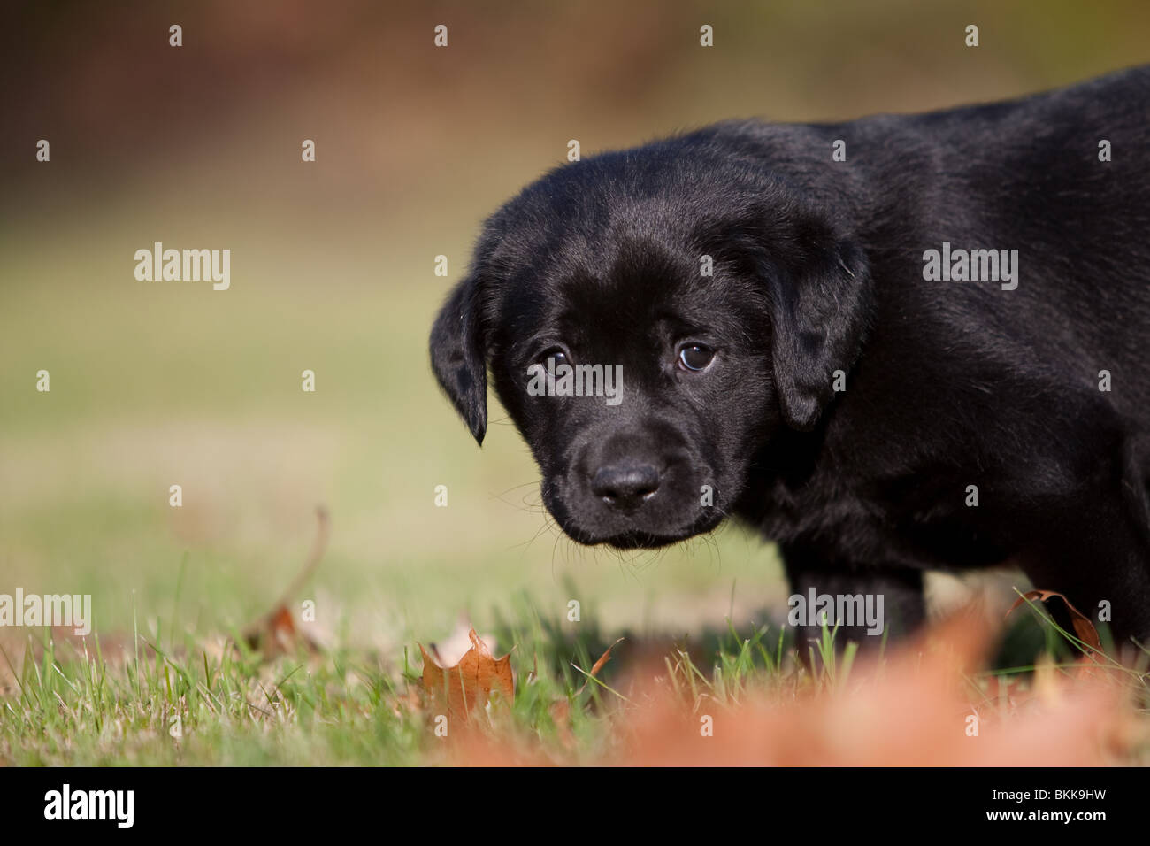 Labrador Retriever Puppy Stock Photo - Alamy