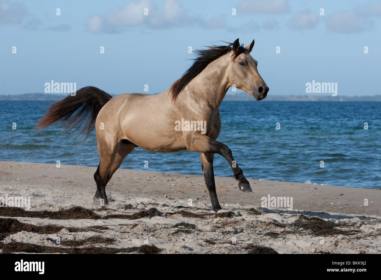 Quarab Horse stallion Stock Photo - Alamy