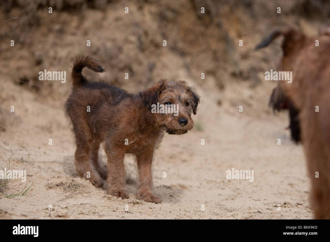 Irish Terrier puppy Stock Photo - Alamy