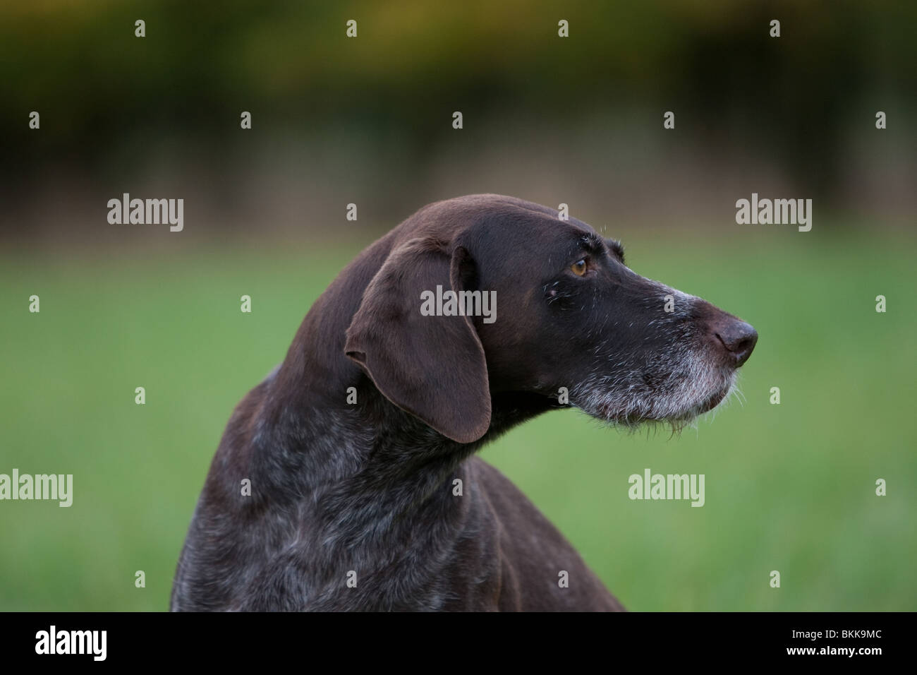 German wirehaired pointer hi-res stock photography and images - Alamy