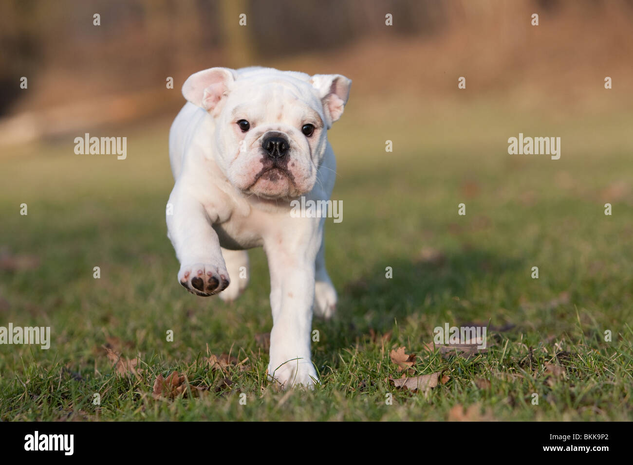 running English Bulldog Stock Photo - Alamy