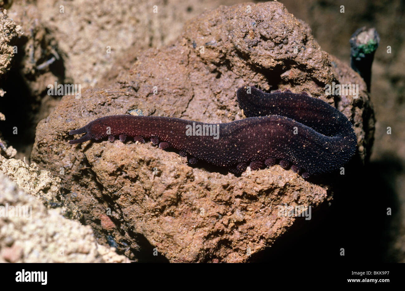 Peripatus hi-res stock photography and images - Alamy