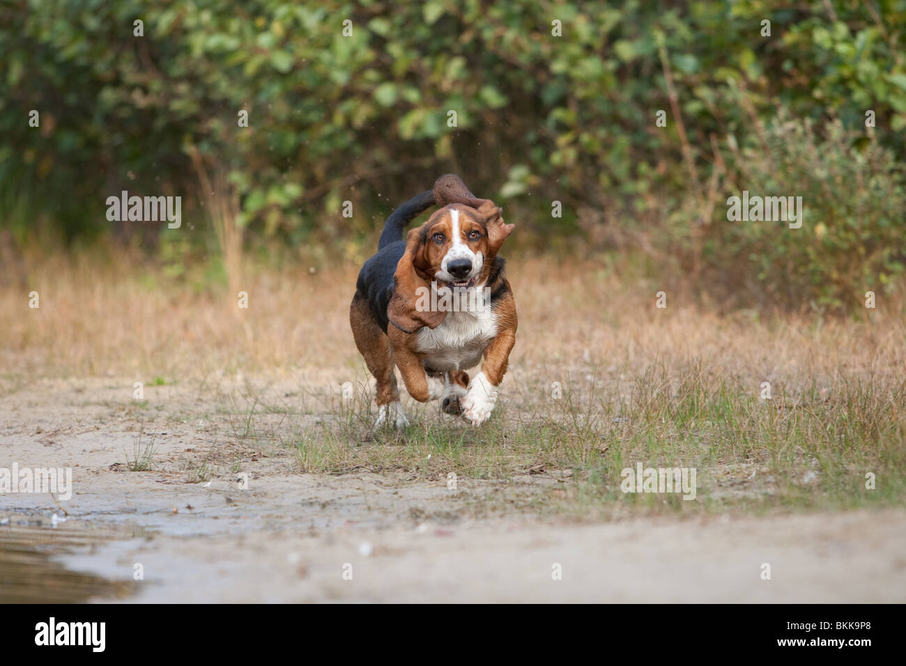 running Basset Hound Stock Photo - Alamy