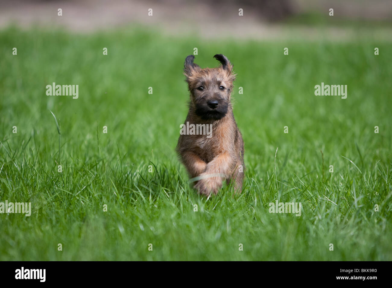 Irish Terrier puppy Stock Photo - Alamy