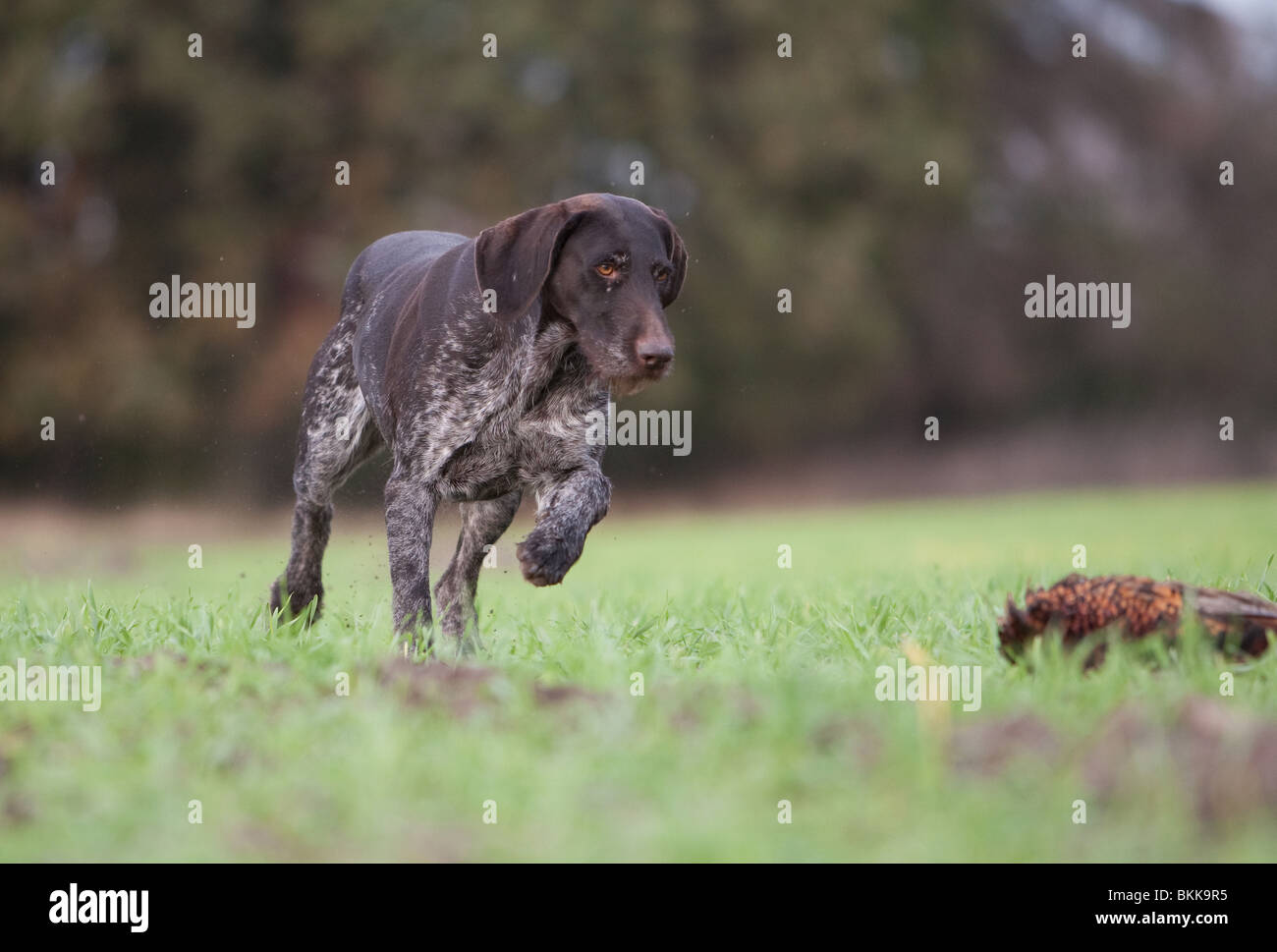 German wirehaired Pointer with pheasant Stock Photo - Alamy