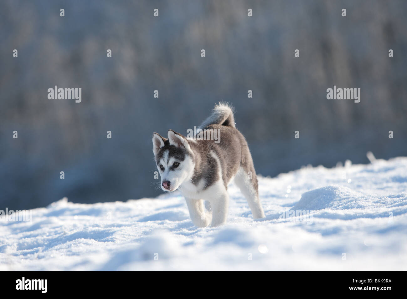 Husky Puppy in snow Stock Photo - Alamy