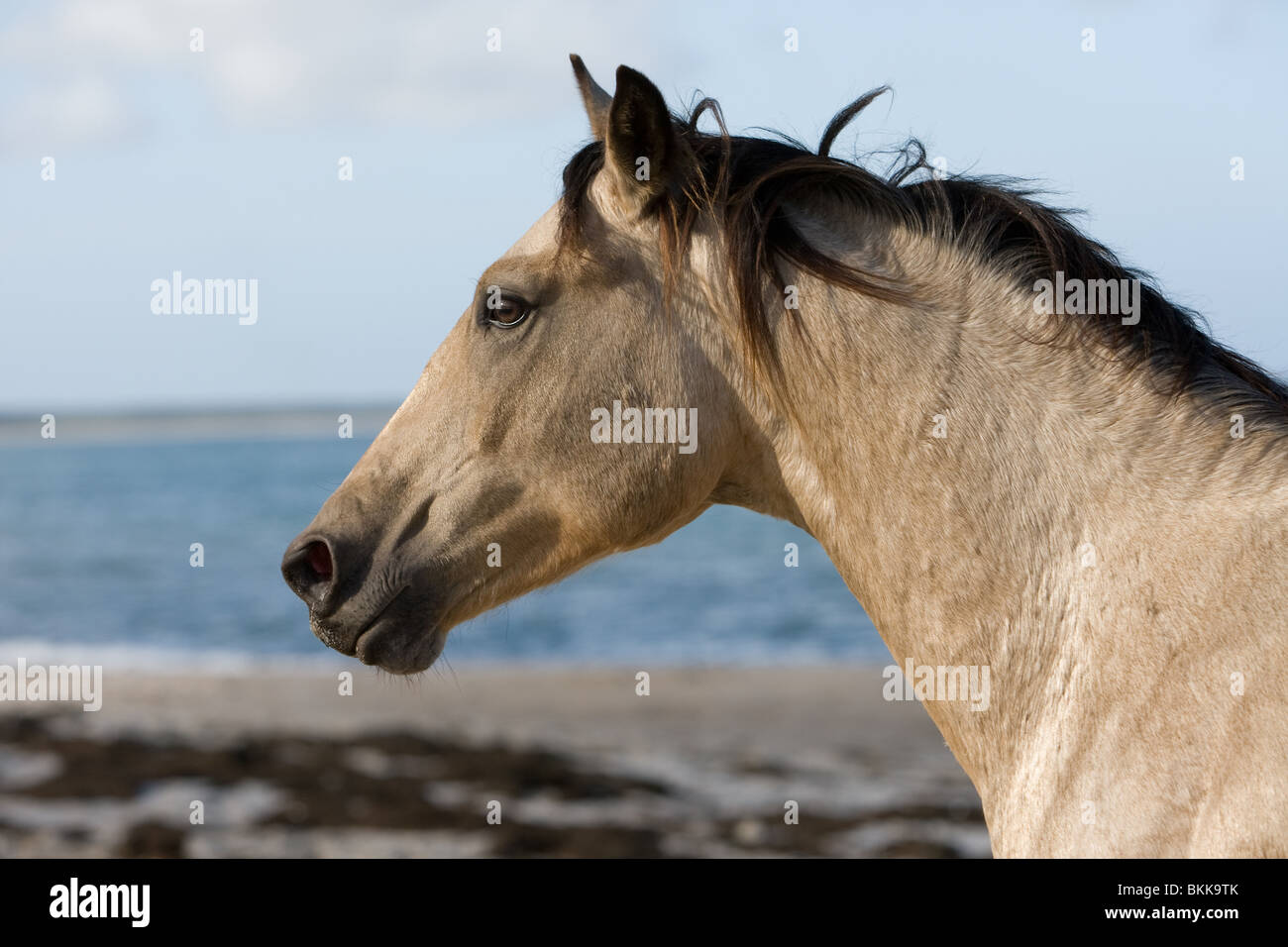 Quarab Horse stallion Stock Photo - Alamy