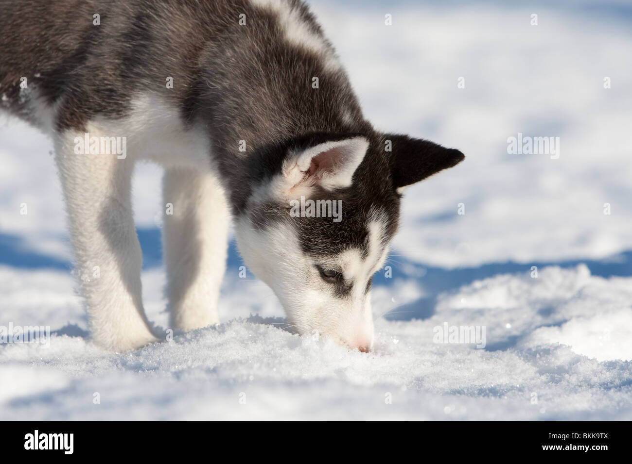 Husky Puppy in snow Stock Photo - Alamy