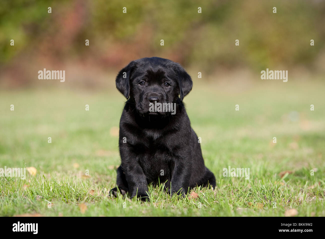 Labrador Retriever Puppy Stock Photo - Alamy