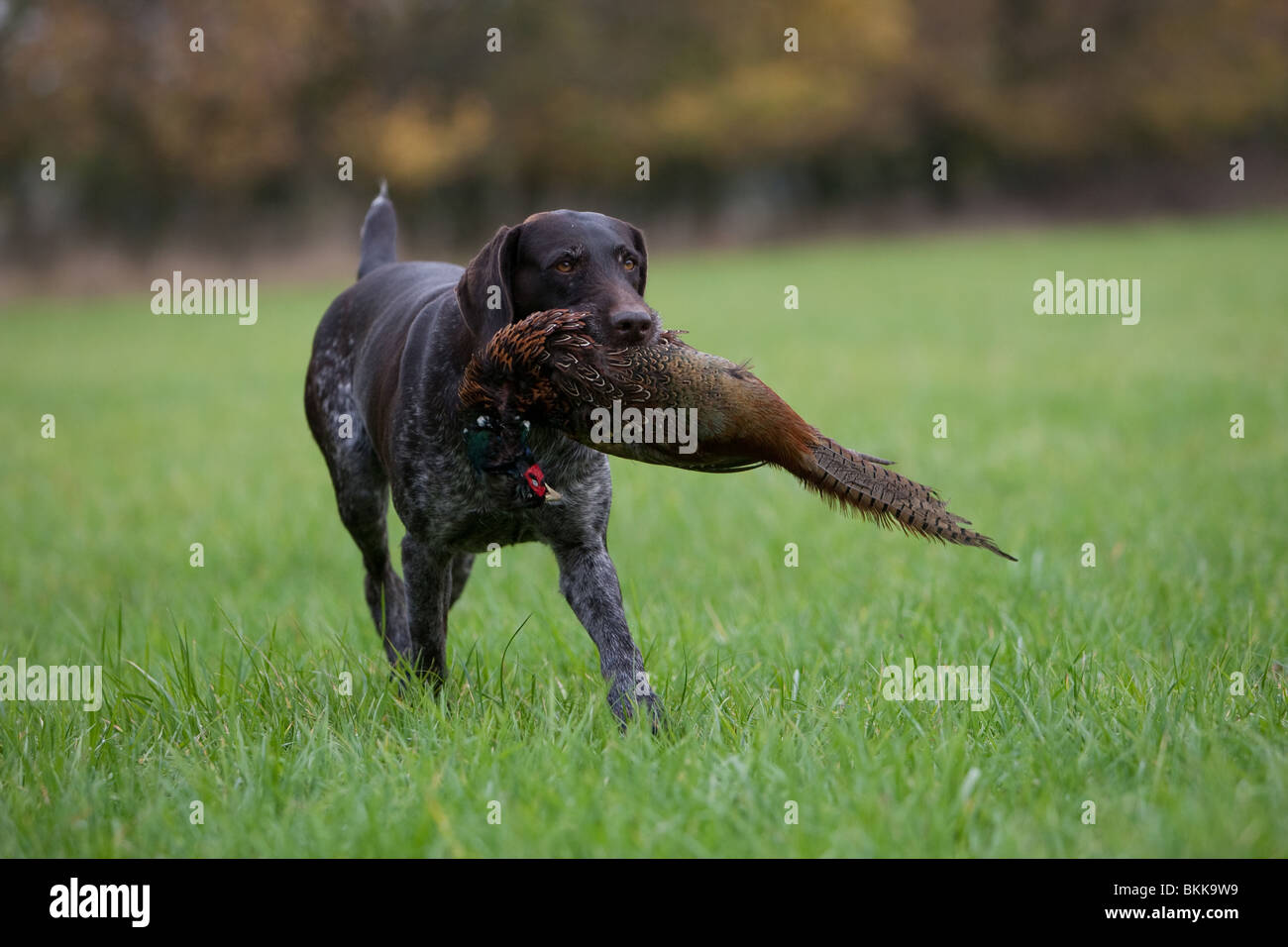 German wirehaired Pointer with pheasant Stock Photo - Alamy