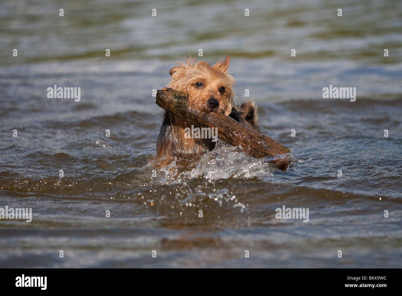 playing Australian Terrier Stock Photo - Alamy