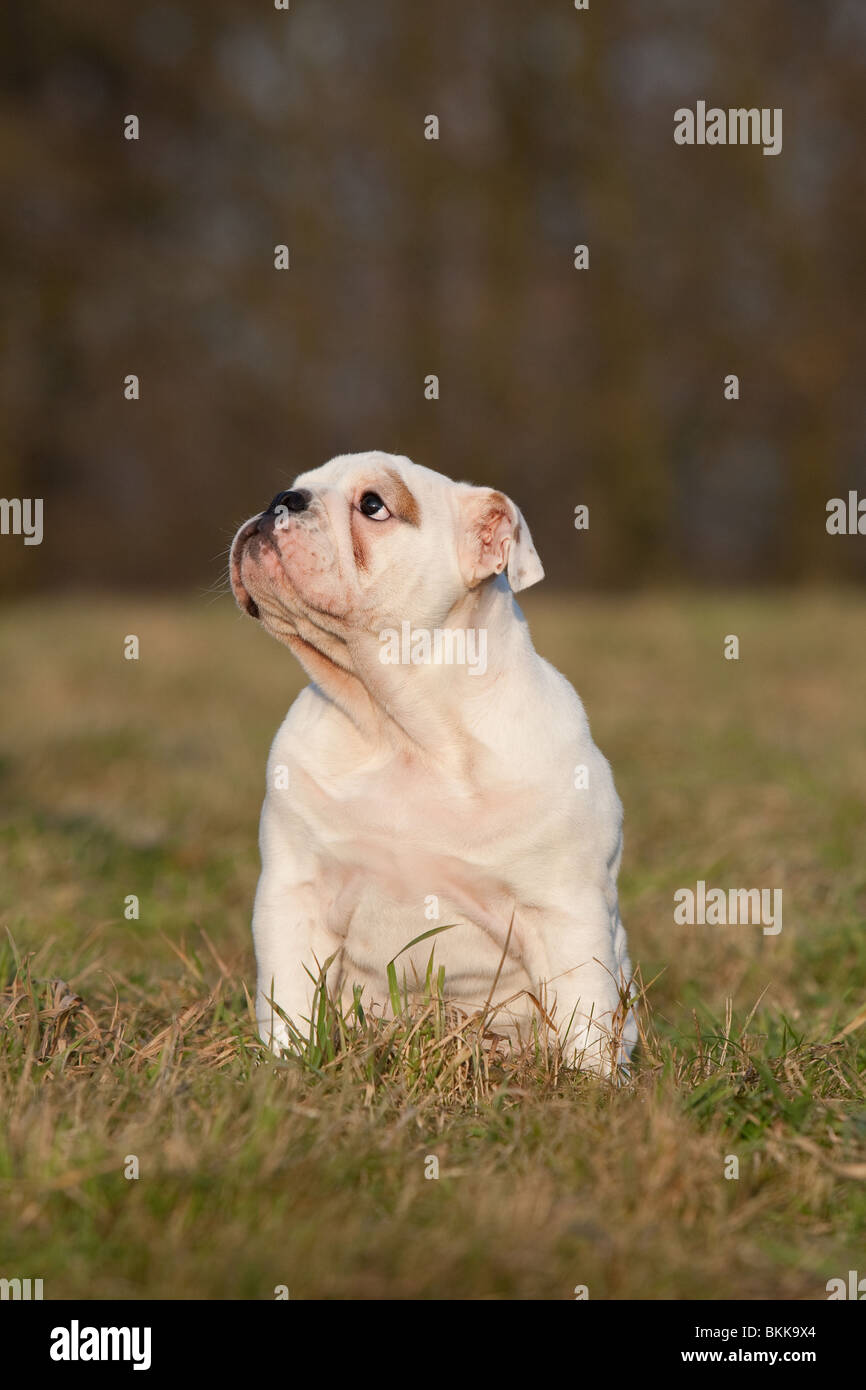 White english bulldog hi-res stock photography and images - Alamy