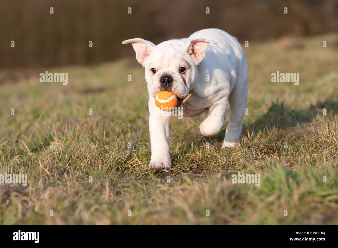 running English Bulldog Stock Photo - Alamy