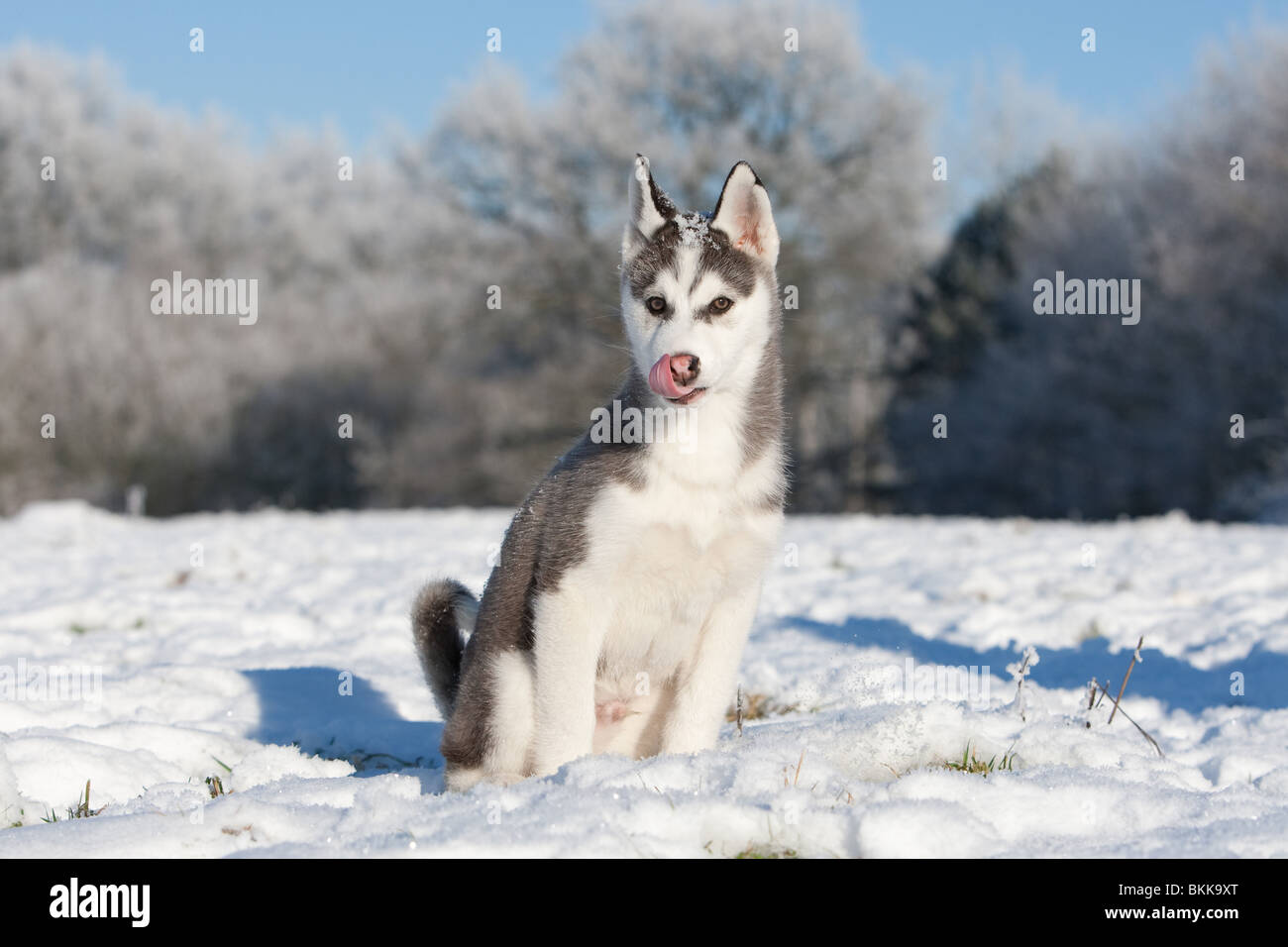 Siberian Husky Dog In Snow