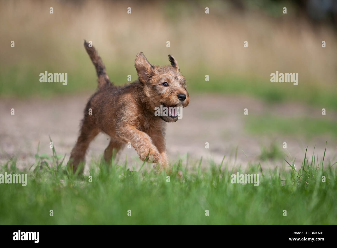 Irish Terrier puppy Stock Photo - Alamy