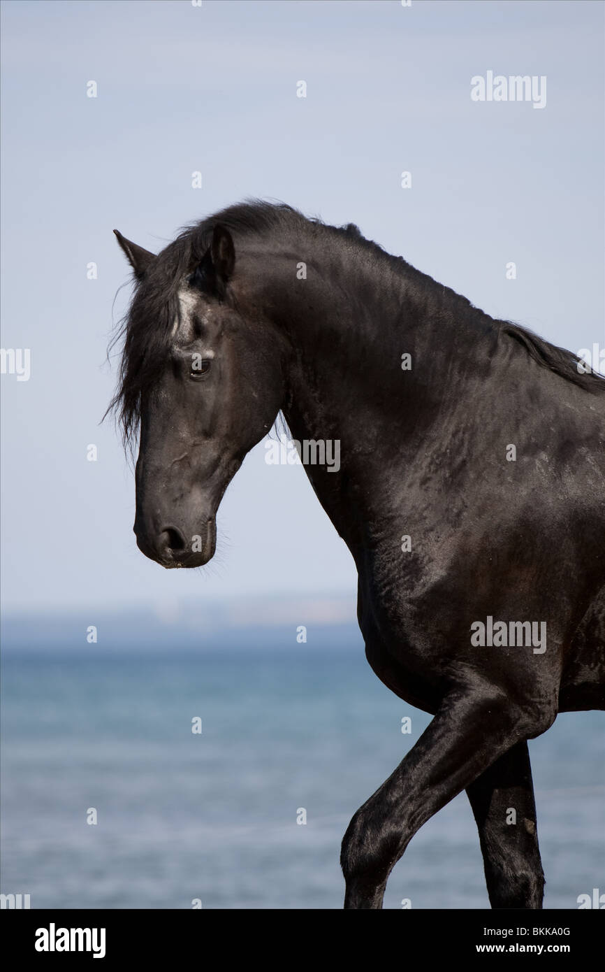Water frisians hi-res stock photography and images - Alamy