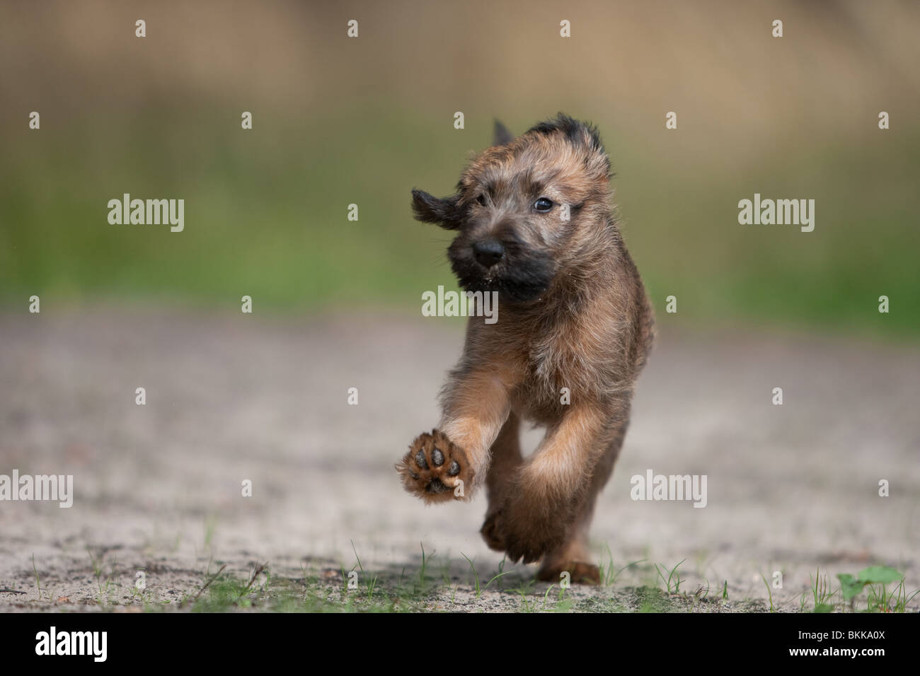 Baby irish terrier hi-res stock photography and images - Alamy
