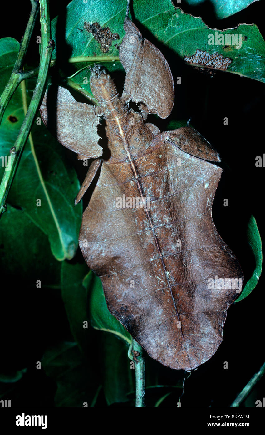 Leaf insect (Phyllium sp.) female in rainforest New Guinea Stock Photo ...