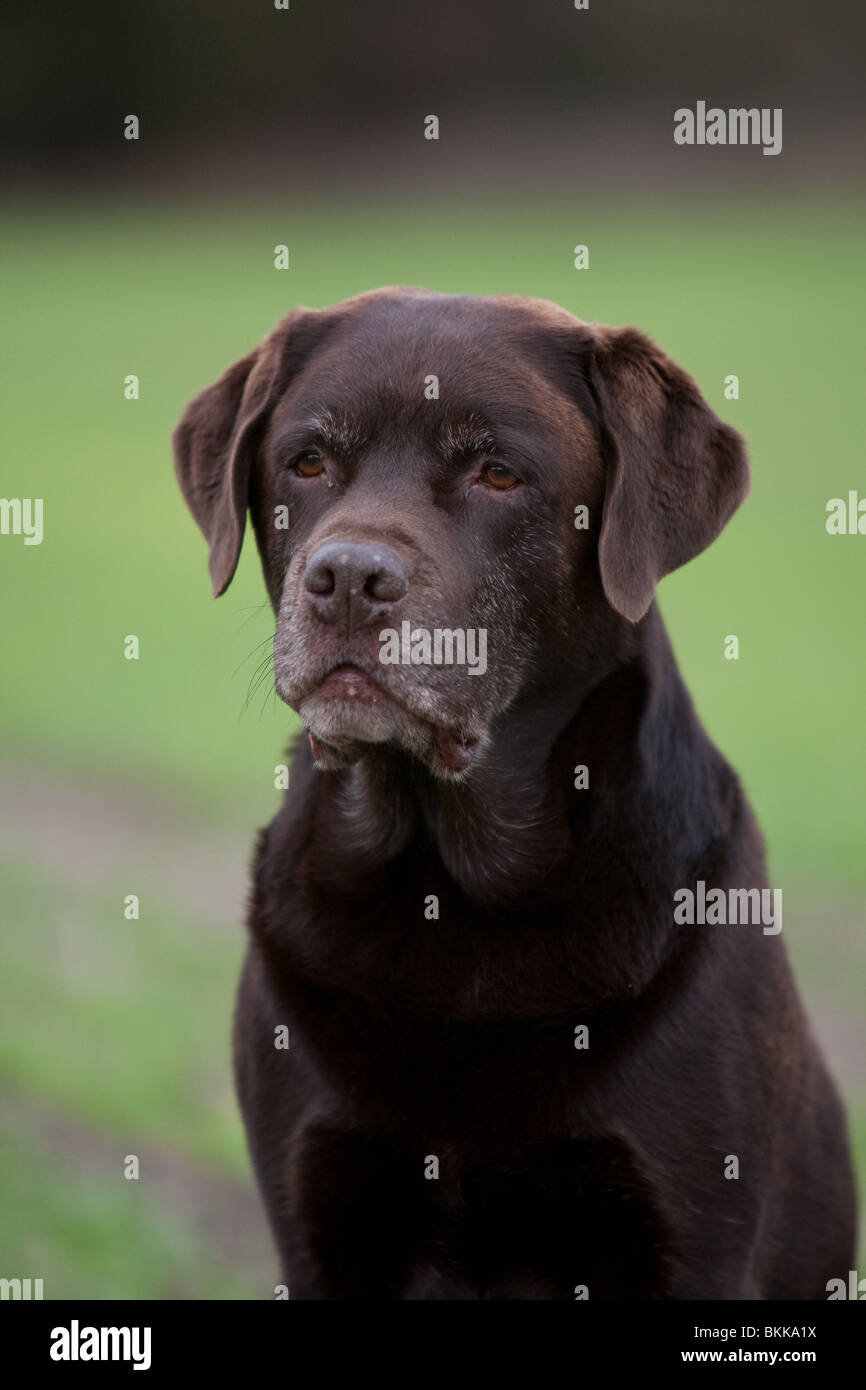 Elderly chocolate labrador hi-res stock photography and images - Alamy